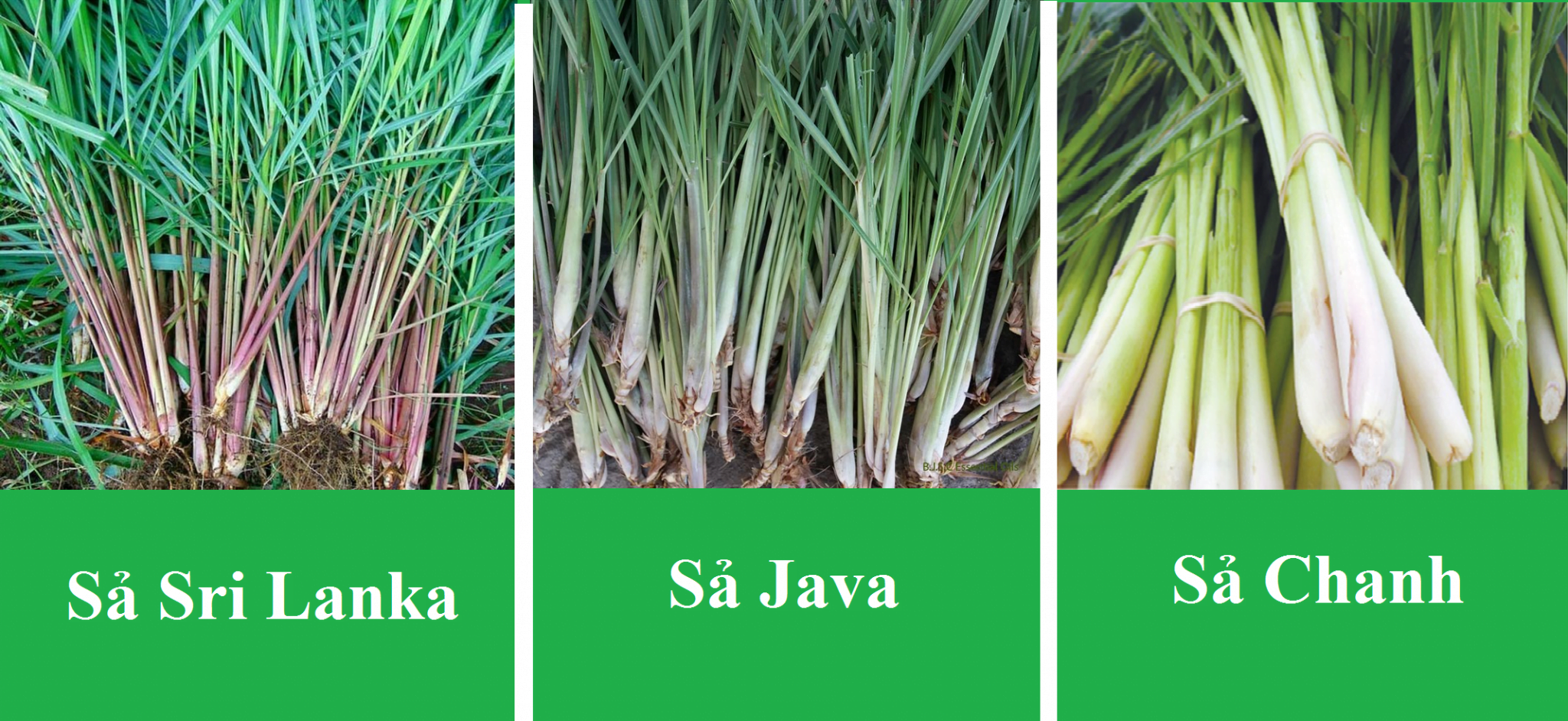 Phân biệt các loại sả Chanh, sả Java và Sri Lanka - Nhập khẩu Tinh dầu